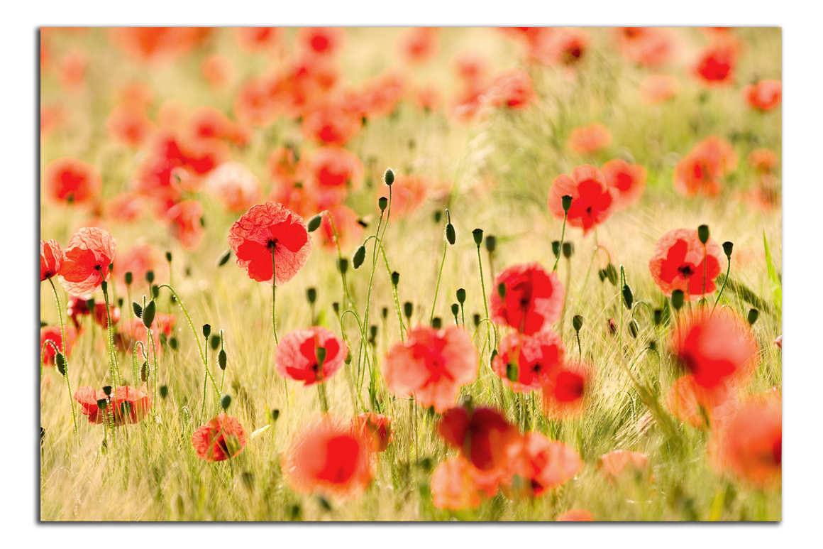 Obdelníkový obraz Pole máků | Colorika.cz
