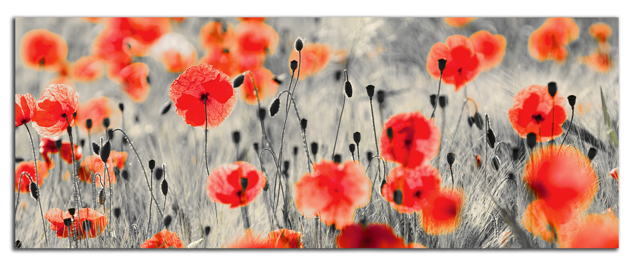 Panoramatický obraz Máky v poli panorama | Colorika.cz