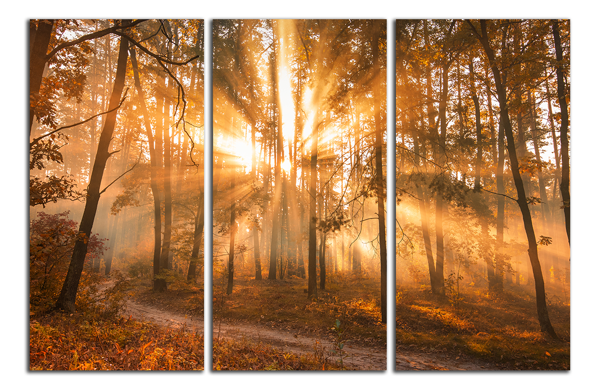 Obdelníkový obraz Slunce mezi stromy | Colorika.cz