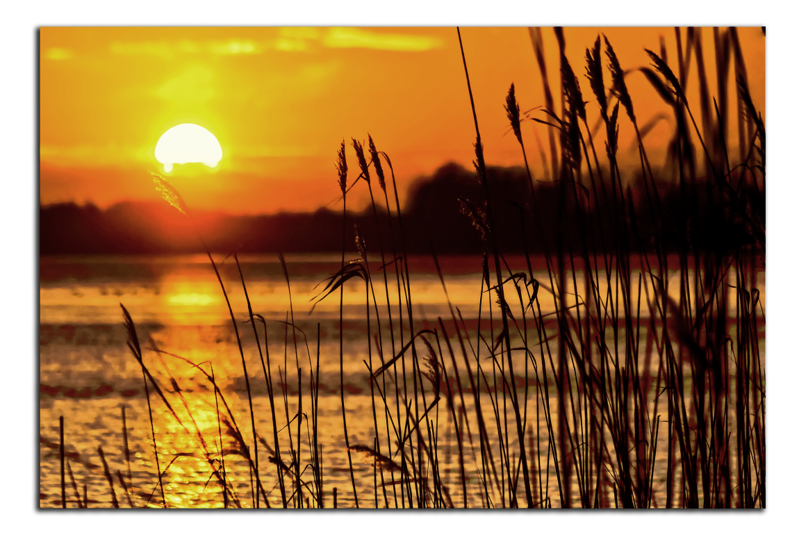 Obdelníkový obraz Rákosí a slunce | Colorika.cz