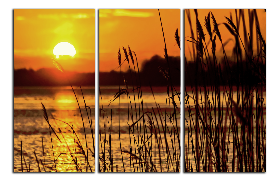 Obdelníkový obraz Rákosí a slunce | Colorika.cz