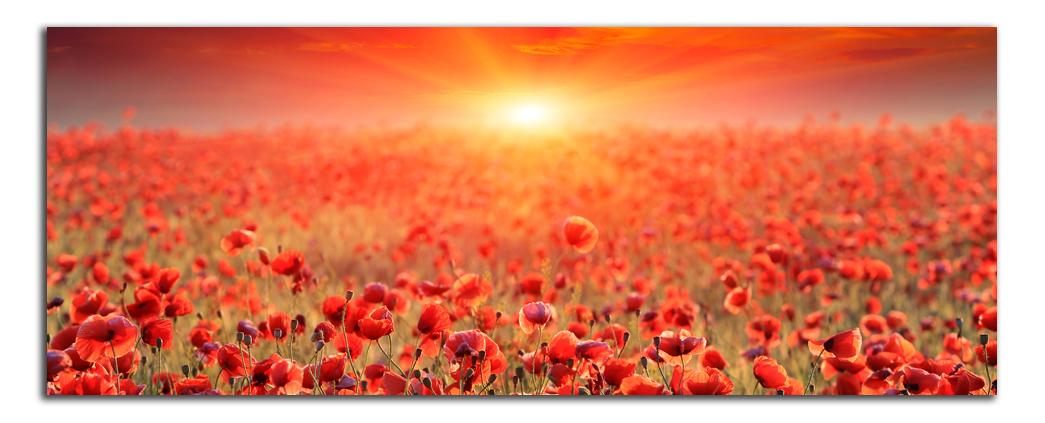 Panoramatický obraz Vlčí máky a pole | Colorika.cz