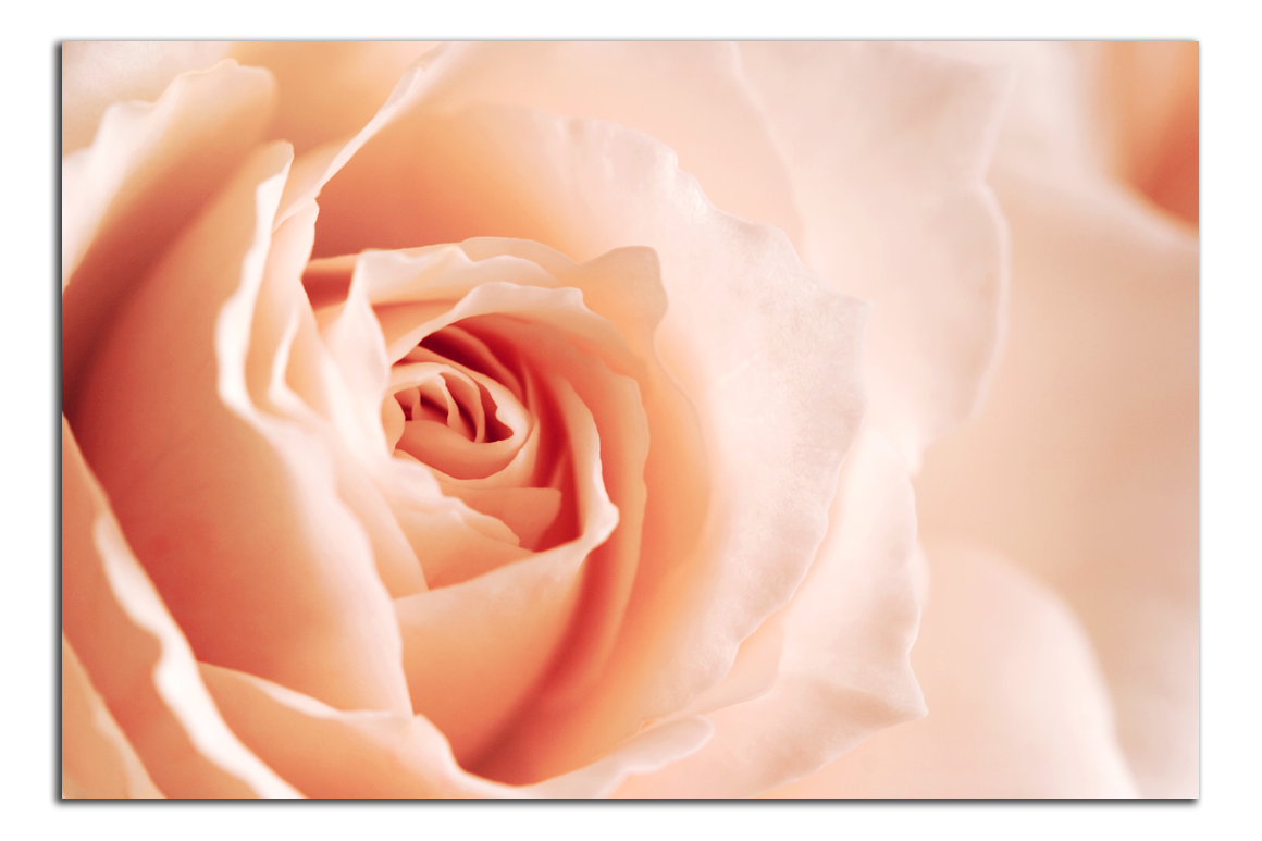 Obdelníkový obraz Růže | Colorika.cz