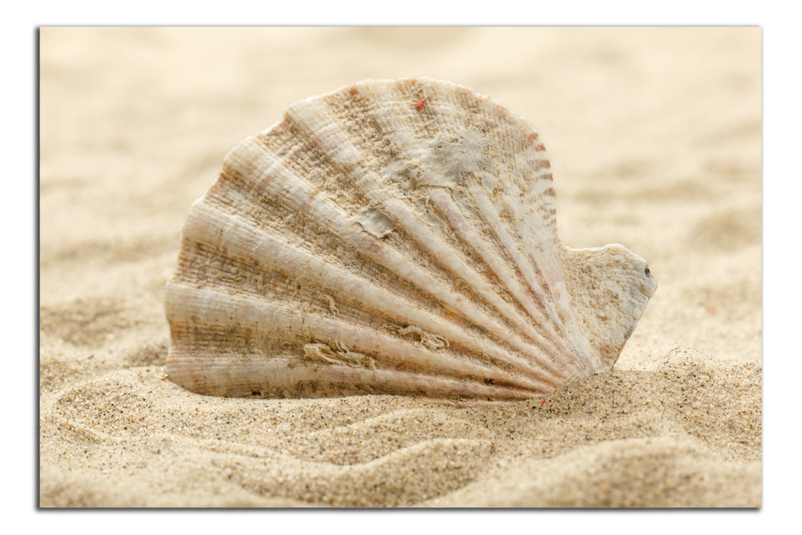 Obdelníkový obraz Lastura | Colorika.cz