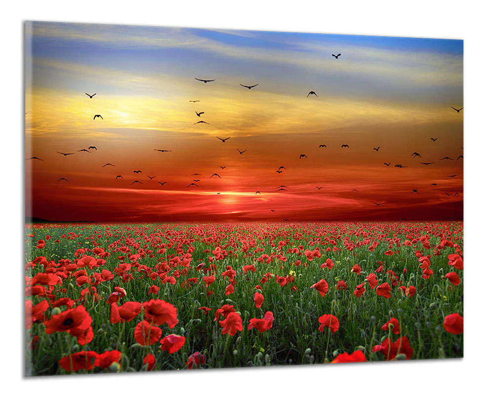 Obdelníkový obraz Máky a pole | Colorika.cz