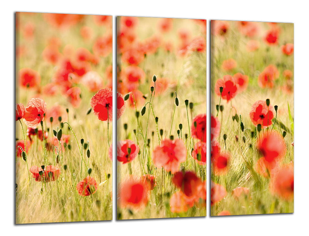 Obdelníkový obraz Pole máků | Colorika.cz