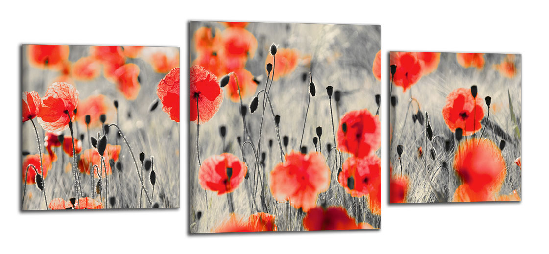 Panoramatický obraz Máky v poli panorama | Colorika.cz