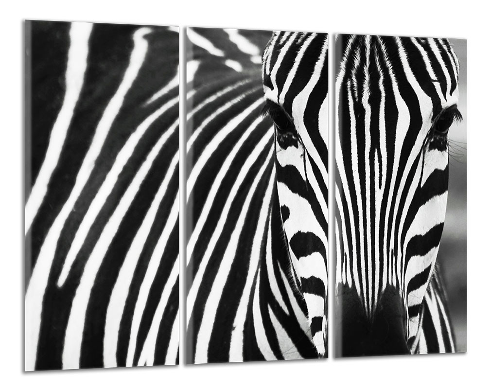 Obdelníkový obraz Zebra | Colorika.cz