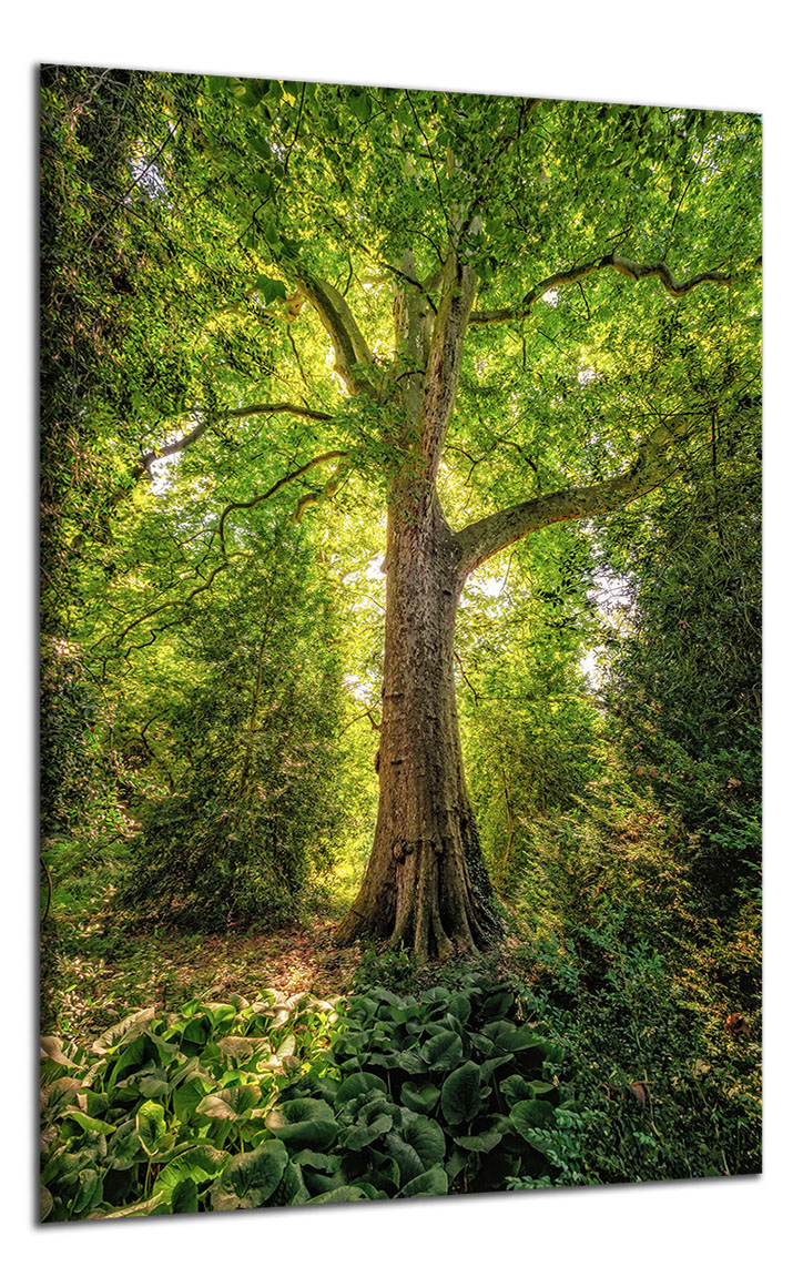 Obdelníkový obraz Velký strom | Colorika.cz