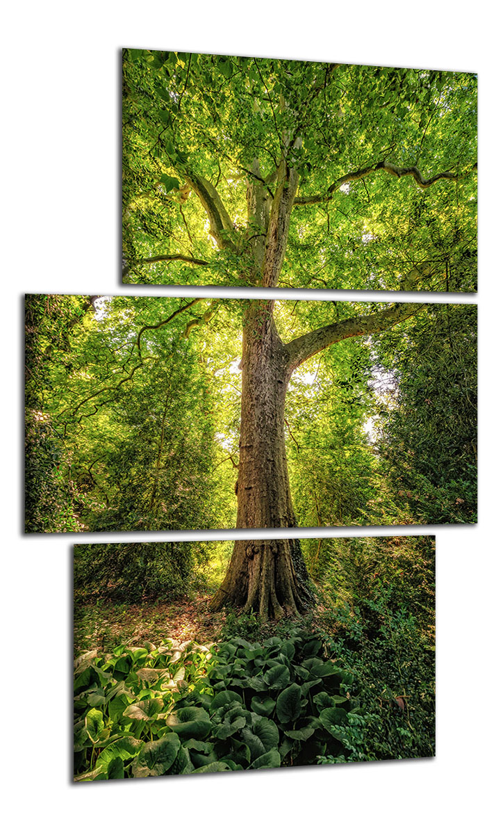 Obdelníkový obraz Velký strom | Colorika.cz