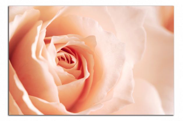 Obdelníkový obraz Růže | Colorika.cz